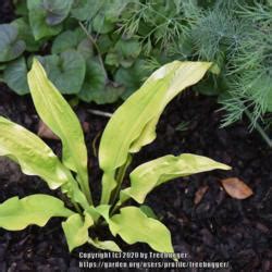 Hosta Lipstick Blonde In The Hostas Database