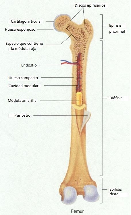 OsteologÍa