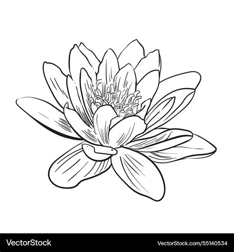 Water Lily Lotus Flower Etching Style Royalty Free Vector