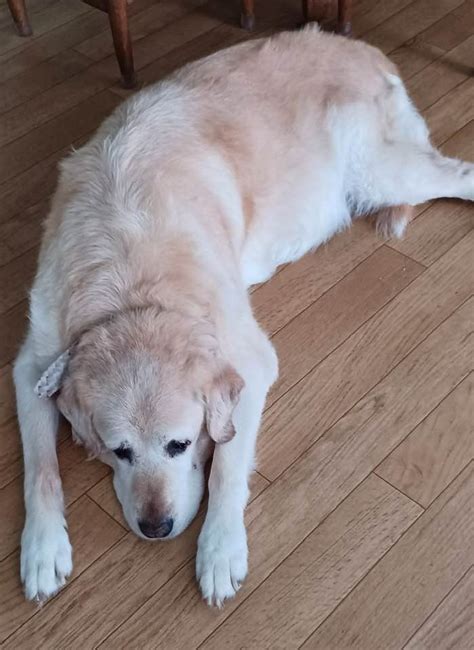 Rest In Peace Our Gentle Giant Tell Patsy Williamson Facebook