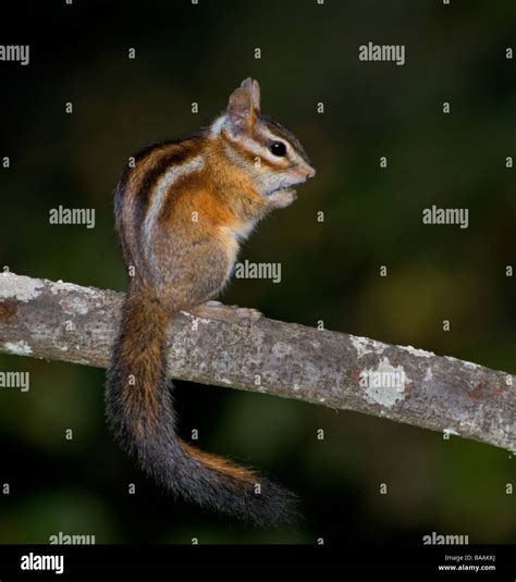 A Yellow Pine Chipmunk Neotamias Amoenus Sits On A Limb And Eats In