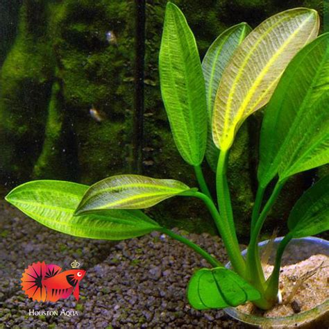 Echinodorus Scaber Houston Aqua