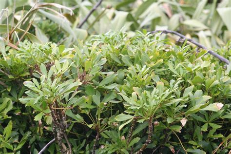 Pseudopanax Hybrid Pseudopanax Crassifolius Sol Ex Acunn Kkoch X