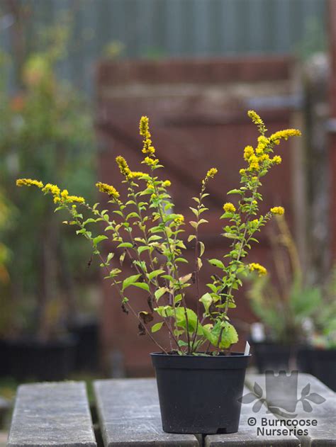 Solidago from Burncoose Nurseries