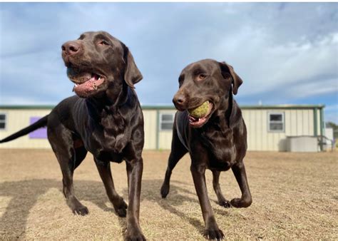 Can Dogs Identify Their Siblings