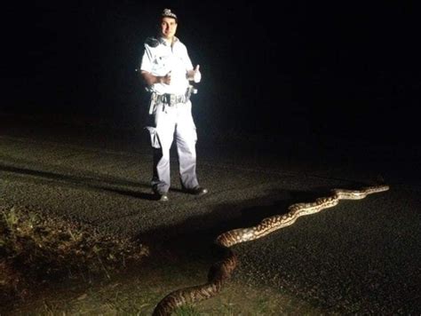 Size Of Huge Python Crossing The Street Shocks Internet Id Move