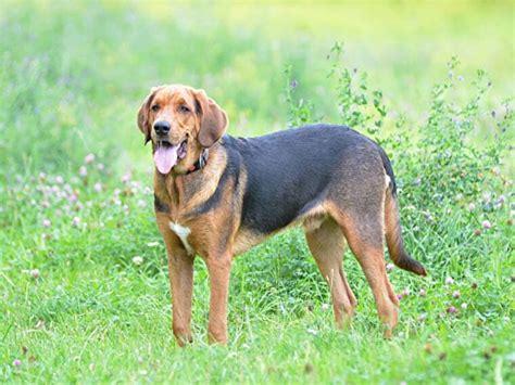 Polnische Bracke Charakter Größe And Erziehung Steckbrief