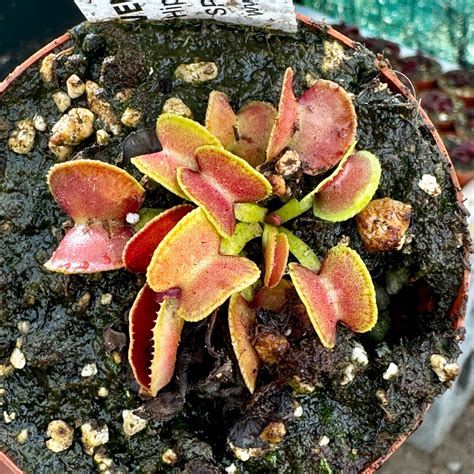 Venus Fly Traps Dionaea Bonsai Tree Pty Ltd
