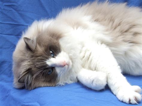 Ragdoll Sex Free Sexy Wife