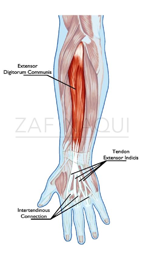 Extensor Digitorum Communis Labelled Drawing Of Forearm Extensor