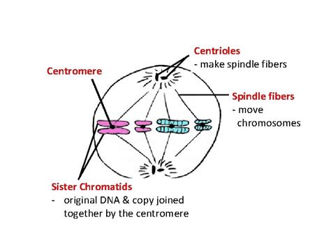 Cell Cycle Review Cell Cycle Is Controlled By