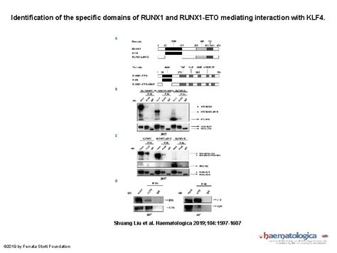 Runx 1 Inhibits Proliferation And Induces Apoptosis Of