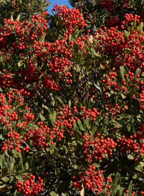 Heteromeles Arbutifolia Toyon Christmas Berry Plant Theodore
