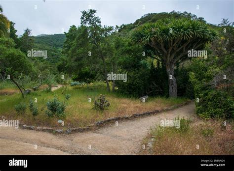 Catalina Botanical Garden New Shuttle Service To Wrigley Memorial