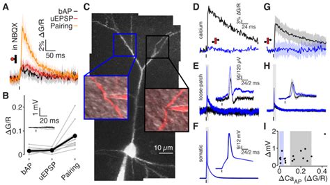 Baps Propagate To Low Dca Ap Dendrites In The Absence Of Epsps A Download Scientific Diagram