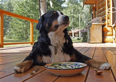 10 Natural Diuretics For Dogs Foods Herbs And Others