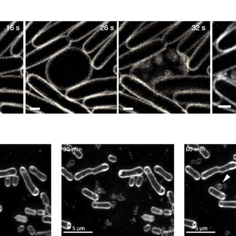Explosive Cell Lysis In Pseudomonas Aeruginosa A And Paracoccus Download Scientific Diagram