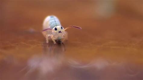 Entognatha
