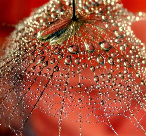 Premium Photo Close Up Of Wet Plant Premium Photo Close Up Of Wet Plant