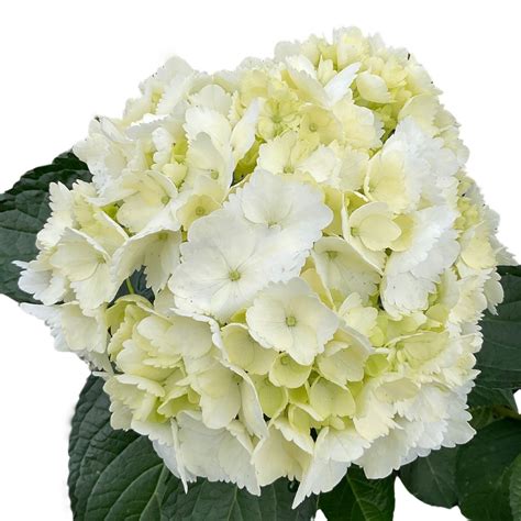 Hydrangea Select White 40 Stems Per Box Hydrangea Select White By