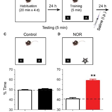 Development Of The Population Spike Amplitude And Latency In The Right Download High