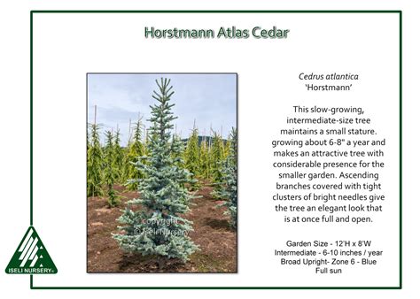 Cedrus Atlantica ‘horstmann