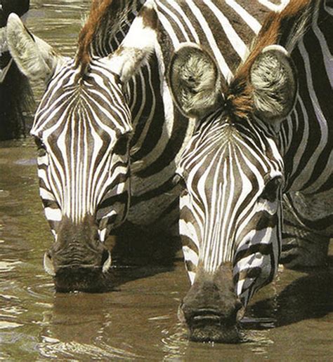 a theory of statistical inference for matching methods in causal research gary king