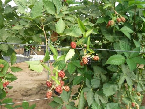 Plan De Cultivo De Mora TÉcnicas De Cultivo