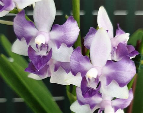 Phal. Tzu Chiang Sapphire (peloric - 3 Lips) 紫式部 (三唇瓣) - Etsy