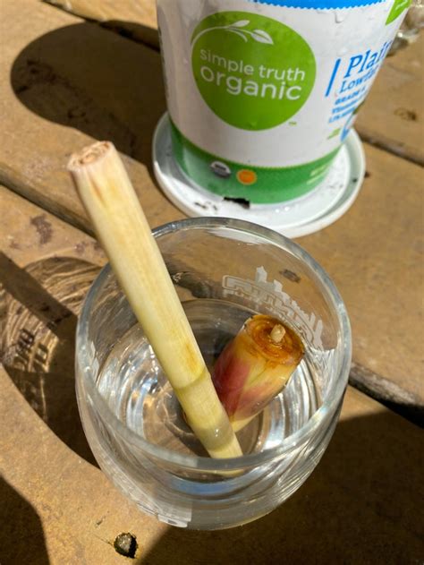 Propagating Lemongrass Do I Have The Correct Ends In The Water