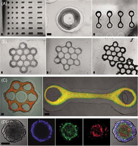 9 Microtissue Size Shape And Composition Are Easily Controlled In