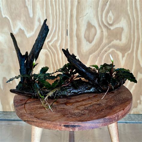 Bucephalandra Aquarium Plants Scapeshop Australia Au