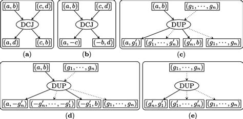 Illustration Of The Dcj And The Segmental Duplication As Functions Of