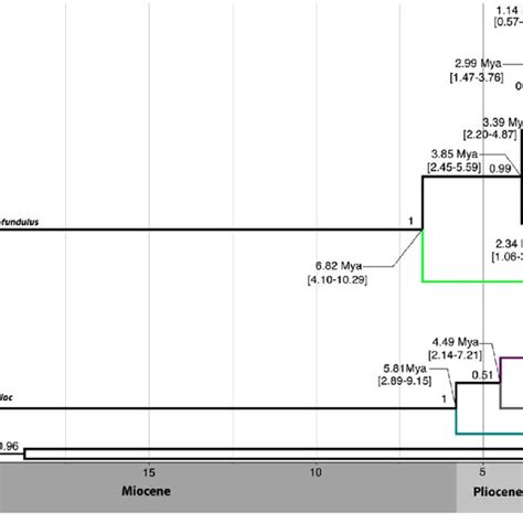 Molecular Clock Ultrametric Tree Based On Mtdna Data Set Atp6 Atp8