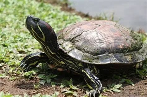 How To Prevent Common Injuries In Pet Turtles
