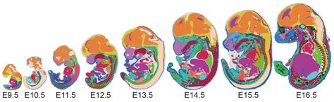 Mouse Organogenesis Spatiotemporal Transcriptomic Atlas Mosta