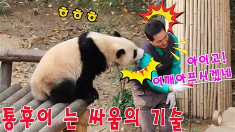 💥아이고💥sos 💥 후이바오 가 송바오 할부지 와 셀카 껌이징 갑자기 할부지 의 어깨를 공격했어요🤳🤳 후이바오 당근 먹는 시간인데 자꾸 사진 찍자 하네ㅎㅎㅎ
