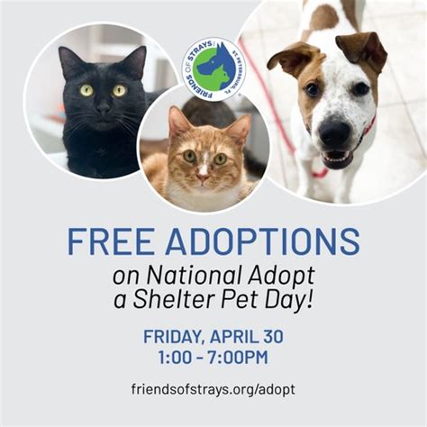 Free Adoptions on National Adopt a Shelter Pet Day! - Friends of Strays Cat and Dog Adoption in ...