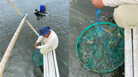 Manajemen Pakan Anti Boncos Cv Pradipta Paramita