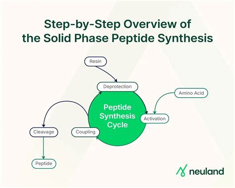 Solid Phase Peptide Synthesis Process And Applications 2025