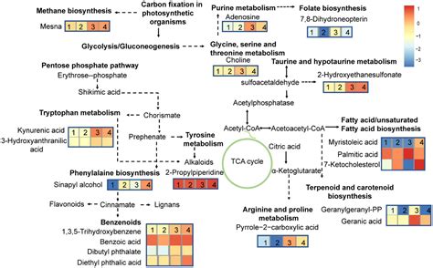 Frontiers Comparative Metabolomic Analysis Of Exudates Of Microcystin Producing And
