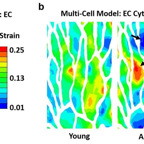 Material Properties Of The Endothelial Cell And Subendothelial Matrix