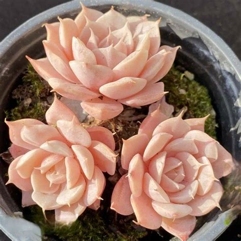 Succulentes Succube Added A New Succulentes Succube