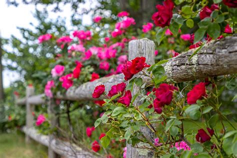 How To Grow And Maintain Beautiful Climbing Roses