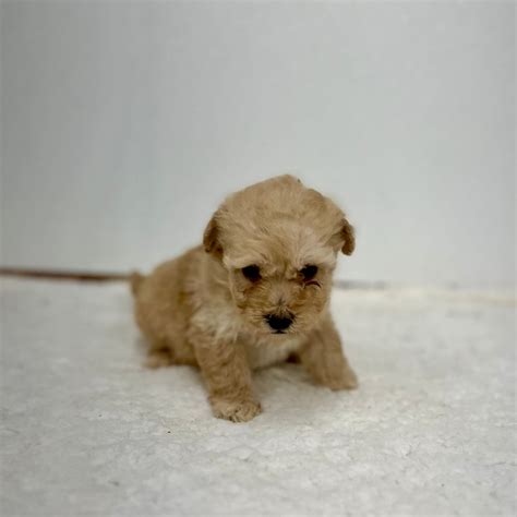 Maltipoo And Pomapoo Partridge Doodles