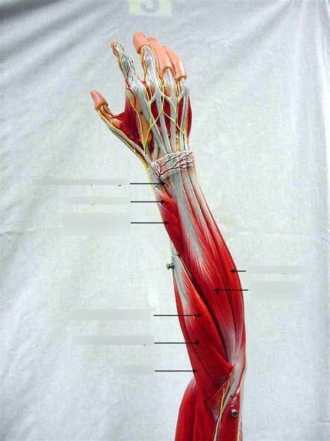 Posterior View Of The Antebrachial Diagram Quizlet