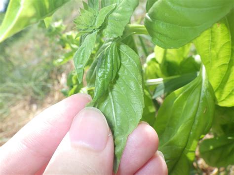 バジル・スイートバジル・ホーリーバジル・レモンバジルの違いは？似た種類の見分け方を解説！花や果実の構造は？ Ecological