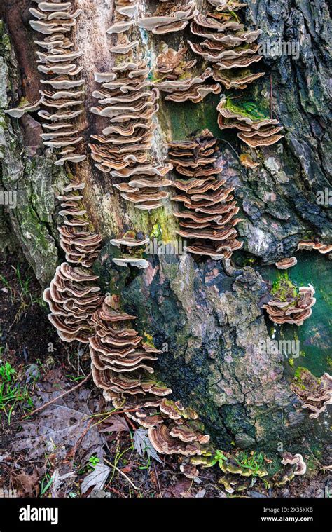 Layers Of Turkey Tail Tree Fungus Growing On A Dead Tree In Vancouver