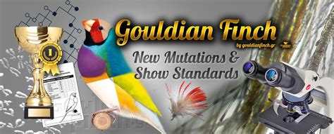 Gouldian Finch New Mutations And Show Standards Ivory Pastel From