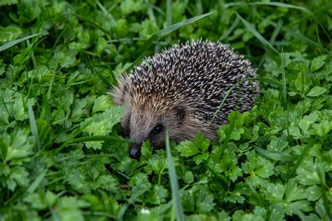 Wild Hedgehog In Its Natural Habitat In The Open Air In The Wild Moving Through The Grass
